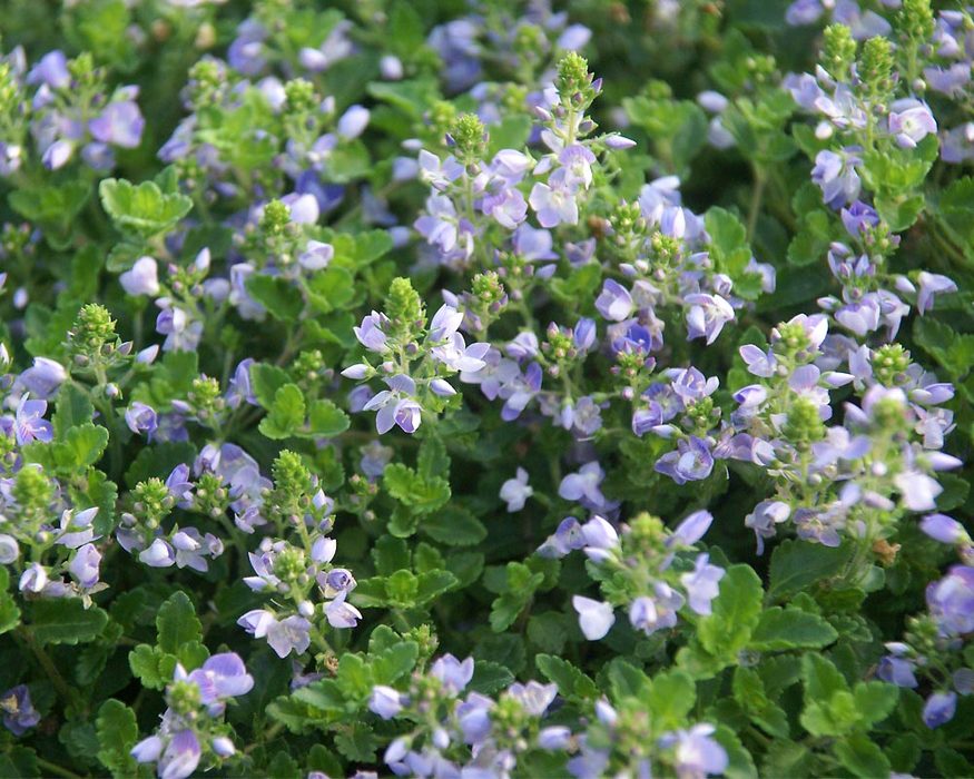Veronica Blue Reflection | Bluestone Perennials