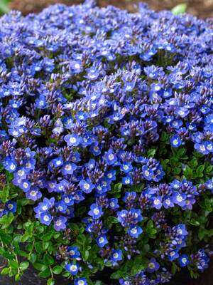 Planta Verónica De Hoja Perenne Veronica Colombiana ViveroAmanda