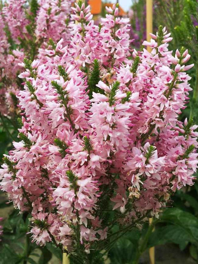 Veronica Pink Bomb | Bluestone Perennials