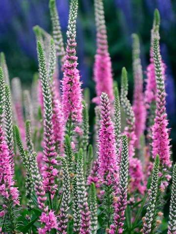 Veronica Perfectly Picasso | Bluestone Perennials
