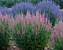 Veronica Perfectly Picasso -- Bluestone Perennials
