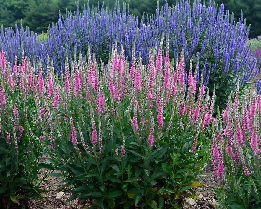 Veronica Perfectly Picasso | Bluestone Perennials
