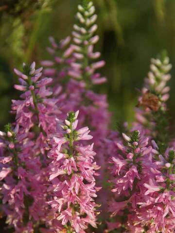 Veronica Pink Explosion | Bluestone Perennials