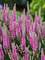 Veronica Pink Potion -- Bluestone Perennials