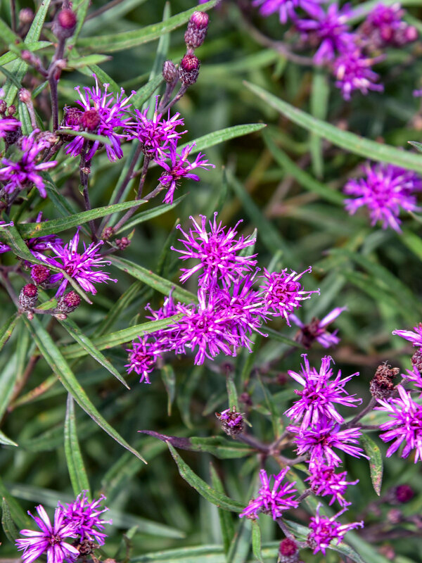 Vernonia Prairie Princess | Bluestone Perennials