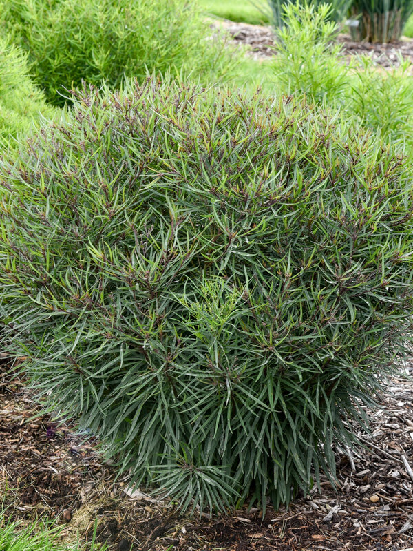 Vernonia Prairie Princess | Bluestone Perennials