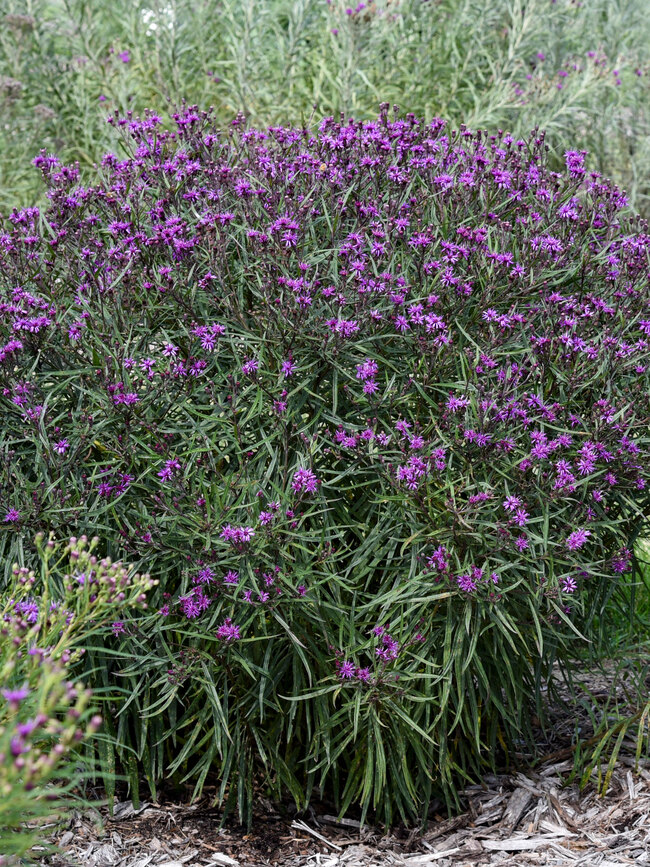 Vernonia Prairie Princess | Bluestone Perennials