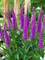 Veronica Purpleicious -- Bluestone Perennials