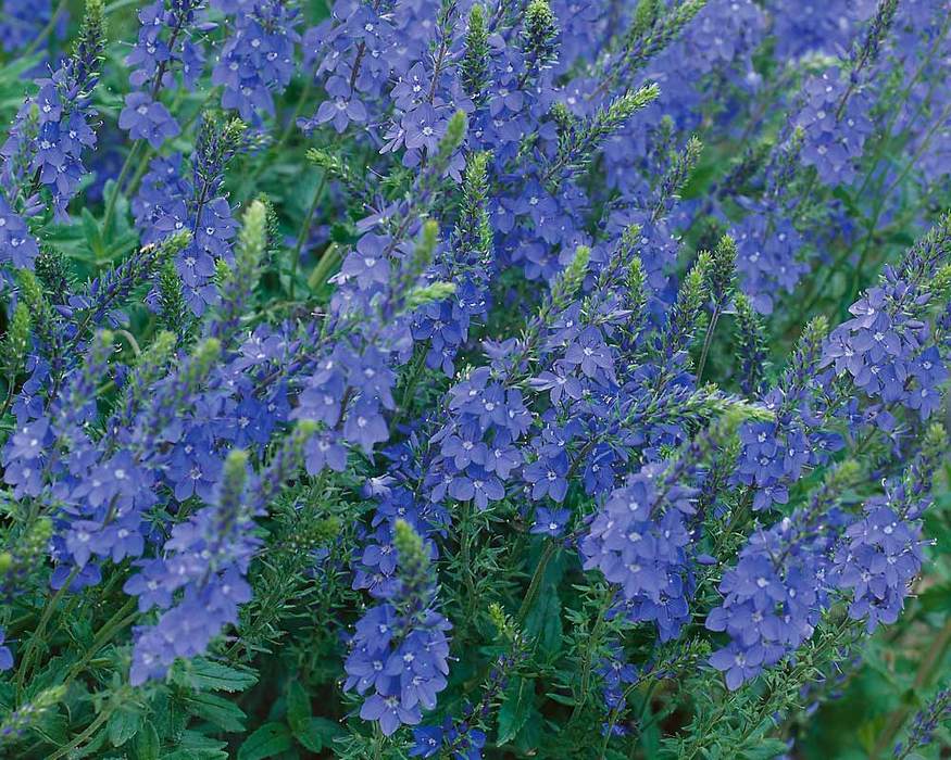 Veronica Royal Blue | Bluestone Perennials