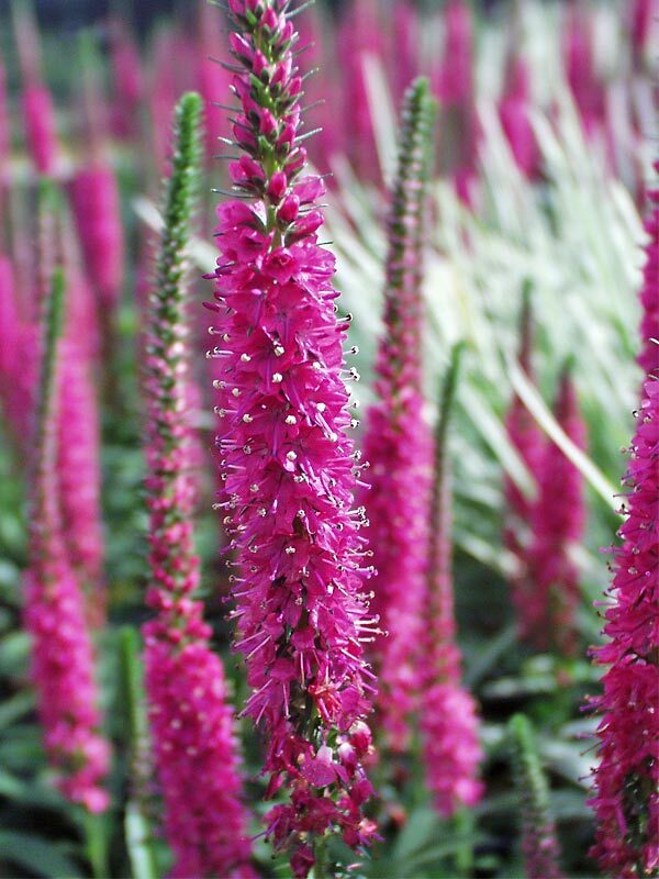 Veronica Red Fox | Bluestone Perennials