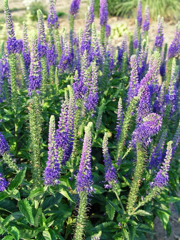 Veronica Sunny Border Blue | Bluestone Perennials