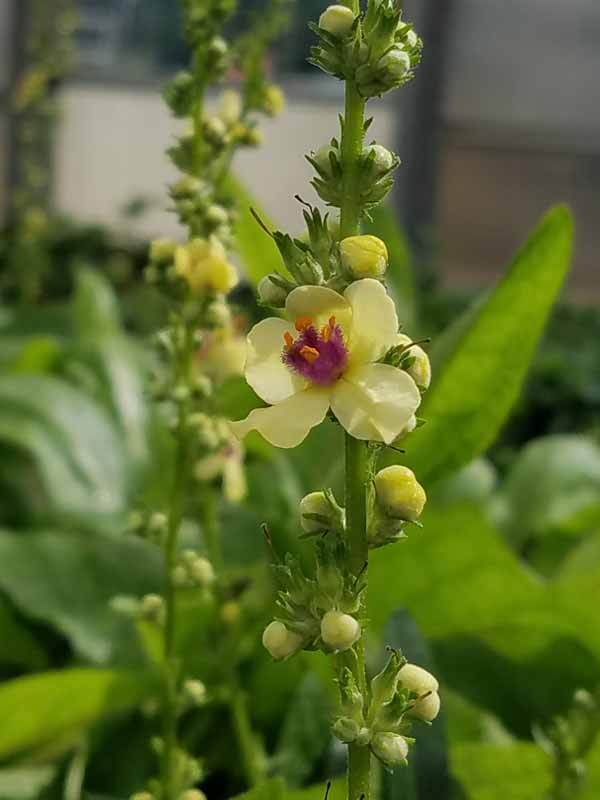 Verbascum Sixteen Candles | Bluestone Perennials