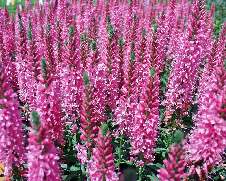 Veronica Giles Van Hees | Bluestone Perennials