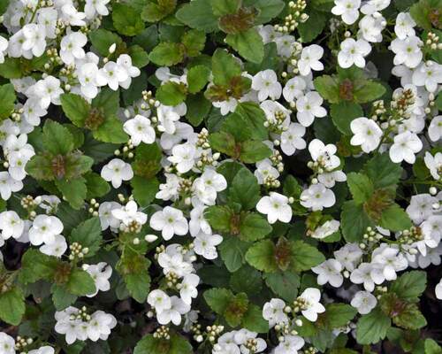 Veronica Whitewater | Bluestone Perennials