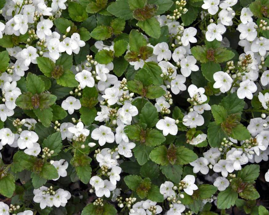 Veronica Whitewater | Bluestone Perennials