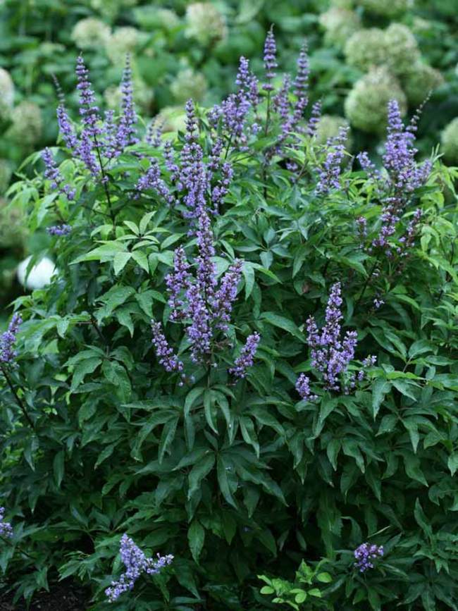 Vitex Blue Diddley | Bluestone Perennials