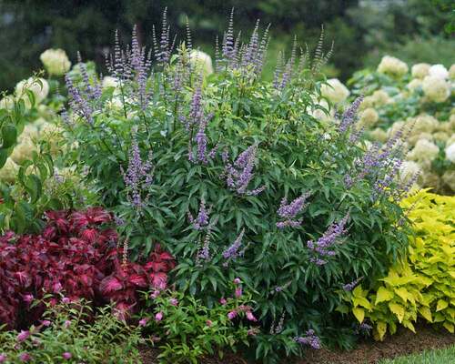 Vitex Blue Diddley | Bluestone Perennials