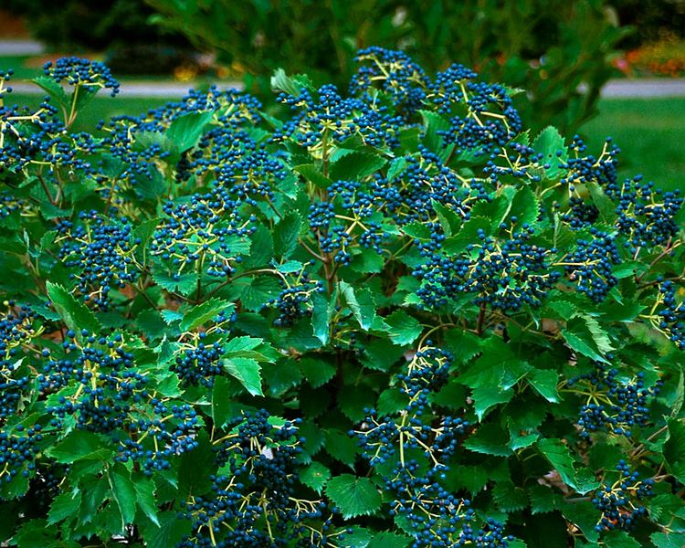 Product Viewer - Viburnum Blue-Muffin