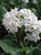 Product Viewer - Viburnum Compacta