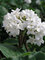 Viburnum Compacta -- Bluestone Perennials
