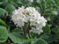 Product Viewer - Viburnum Compacta