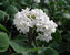 Product Viewer - Viburnum Compacta