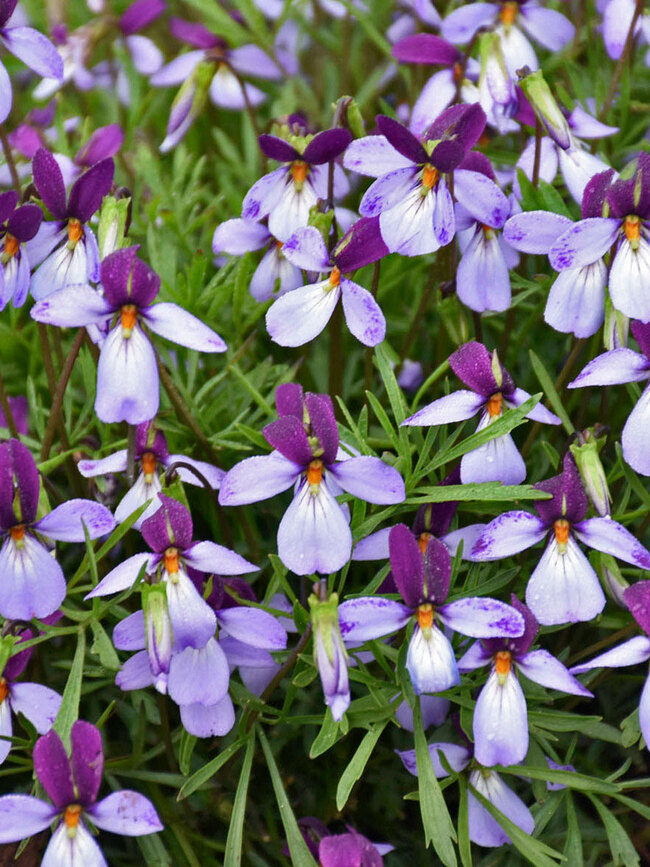 Viola Eco Artist Palette | Bluestone Perennials