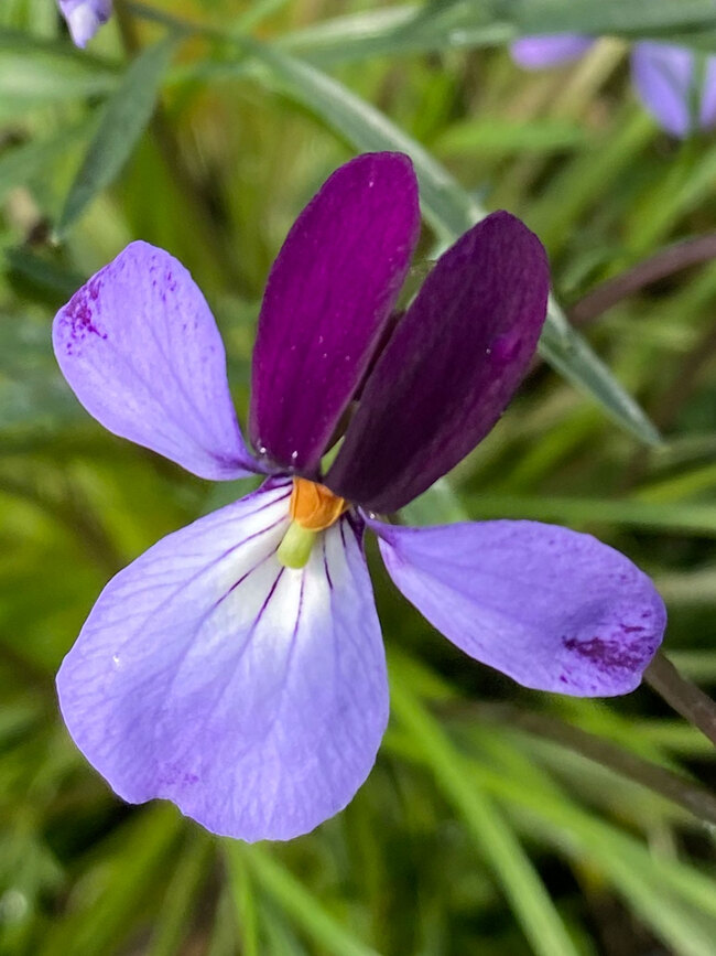 Viola Eco Artist Palette | Bluestone Perennials