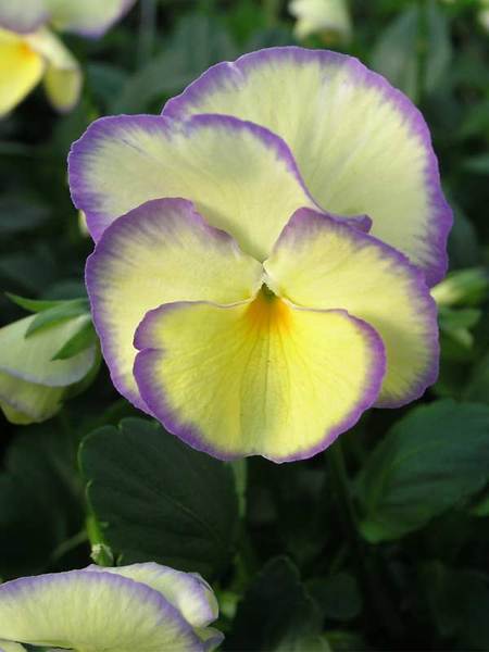 Product Viewer - Viola Etain