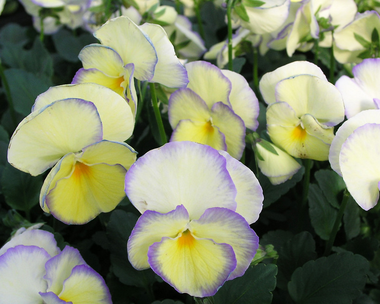 Product Viewer - Viola Etain