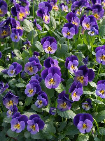 Viola Northern Lights | Bluestone Perennials