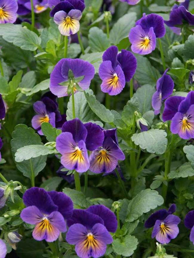 Viola Northern Lights | Bluestone Perennials