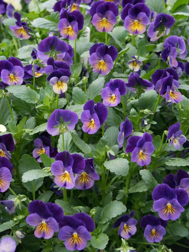 Viola Northern Lights | Bluestone Perennials