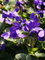 Viola Queen Charlotte -- Bluestone Perennials