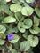 Viola Silver Gem -- Bluestone Perennials