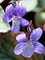 Viola Silver Gem -- Bluestone Perennials