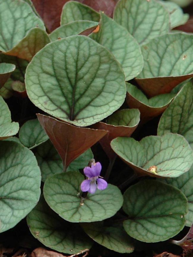 Viola Silver Gem | Bluestone Perennials