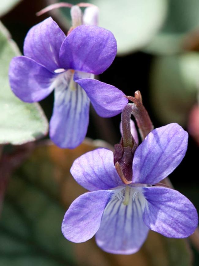 Viola Silver Gem | Bluestone Perennials