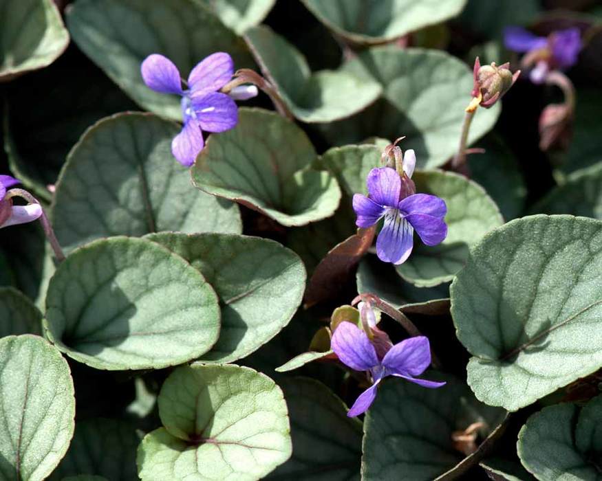 Viola Silver Gem | Bluestone Perennials
