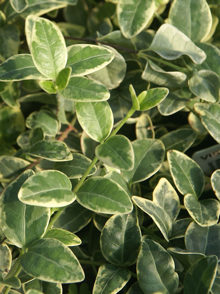 Product Viewer - Vinca Sterling Silver