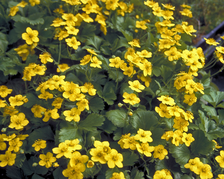Product Viewer - Waldsteinia Fragarioides