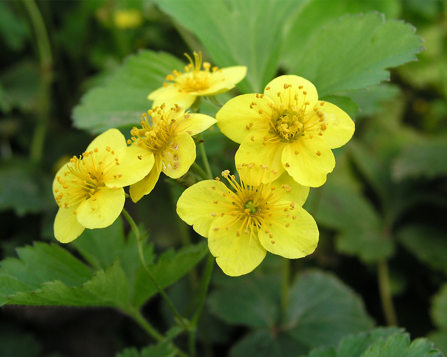 Waldsteinia Fragarioides | Bluestone Perennials