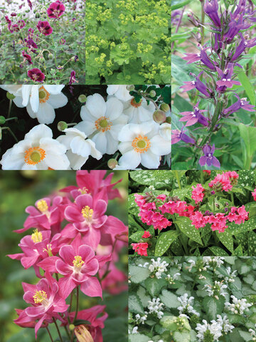 Warm Color Shade Garden | Bluestone Perennials