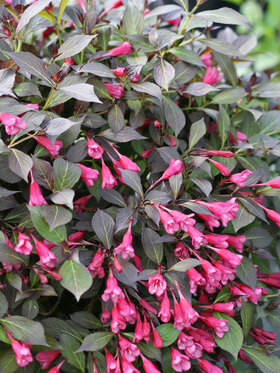 Clematis Jackmanii -- Bluestone Perennials