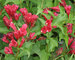 Weigela florida Sonic Bloom® Red | Bluestone Perennials