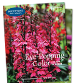 Cutting Garden -- Bluestone Perennials