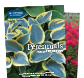 Aster Wood's Purple -- Bluestone Perennials